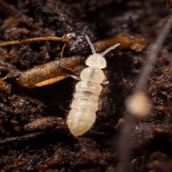 White Springtails – Babylon Terrariums
